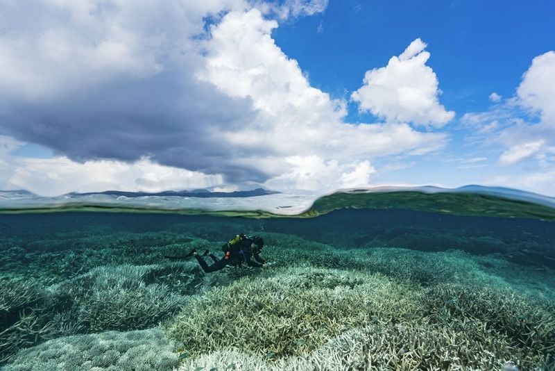 Dive the coral reefs of the French islands with Alexis Rosenfeld ...