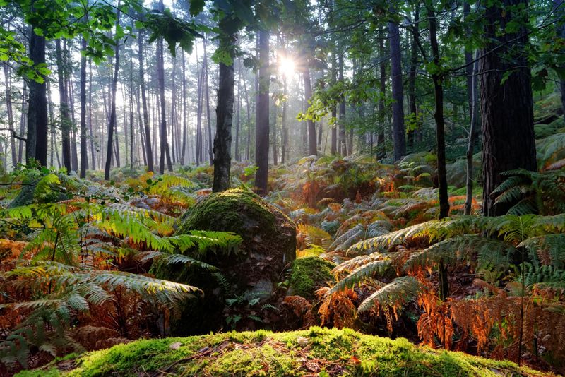 Forest bathe in the most heavenly French forests