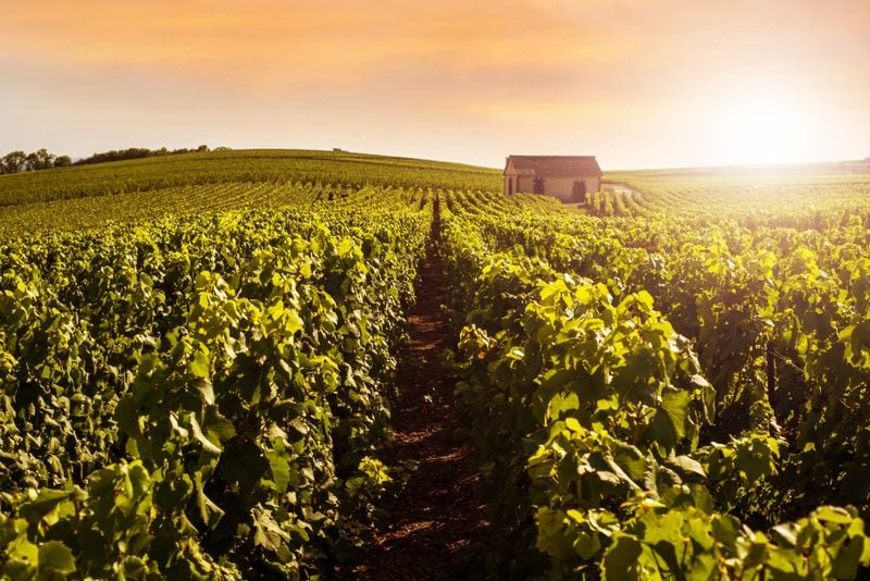 Wine Route: 8 itineraries to explore the French vineyards