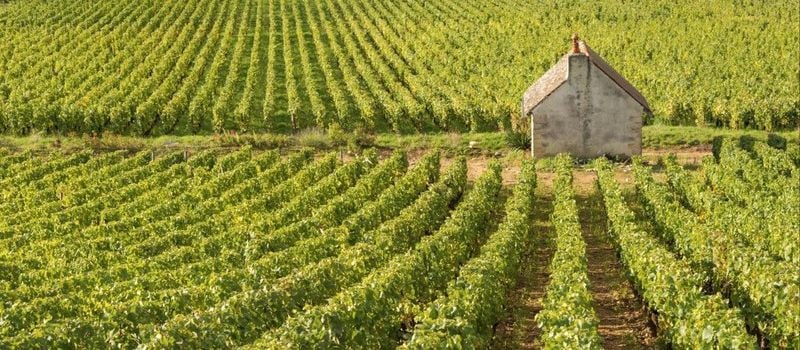 Burgundy: a journey through France's historic wine region and cultural ...