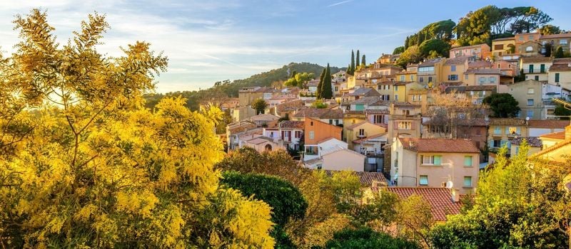 The golden yellow splendor of the Mimosa road on the French Riviera