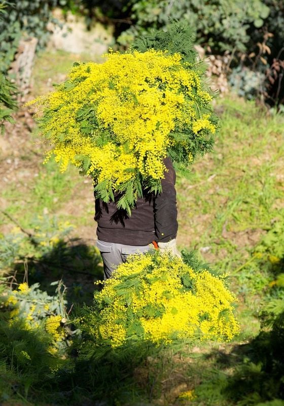The golden yellow splendor of the Mimosa road on the French Riviera
