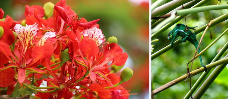 Découvertes locales à La Réunion - Explore France