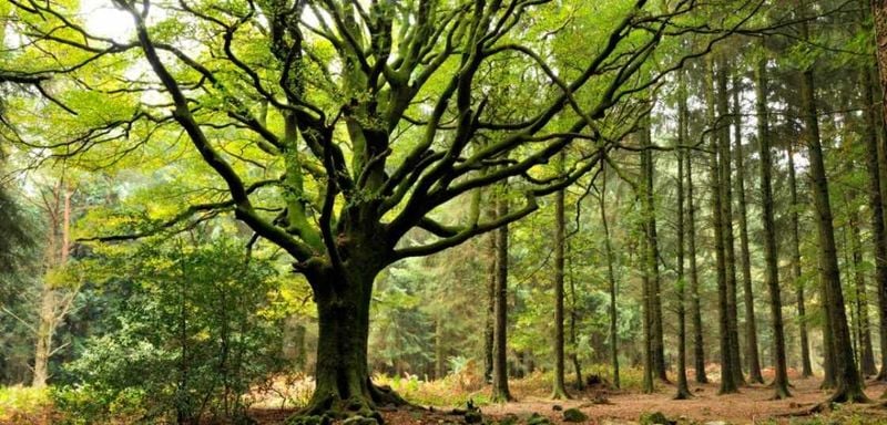 French forests to explore in all the regions of France