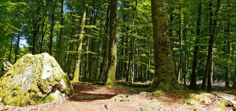 Bretagne : Les plus belles forêts pour se promener en automne