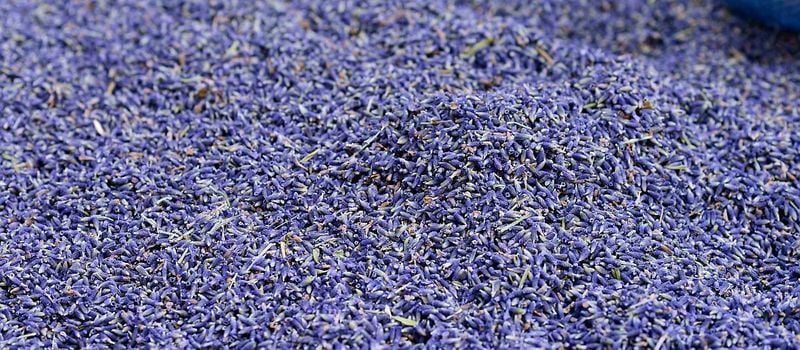 Lavender in France in the beautiful sunny countryside Provence
