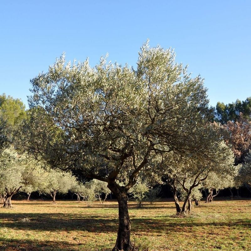 Huile d’olive de Provence : à découvrir sous toutes ses formes