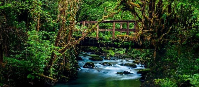 La Gourgue d'Asque, petite Amazonie des Pyrénées