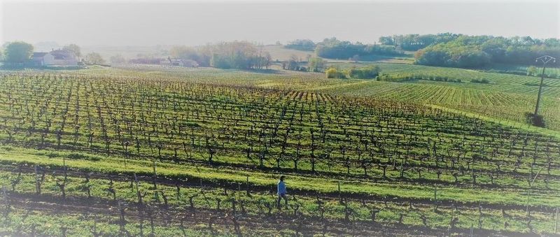 Bordeaux through the eyes of Rachel Hubert, organic winemaker in Blaye ...