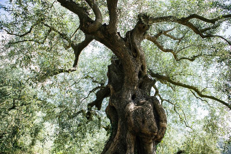 A Routes of the Olive Tree itinerary in Provence