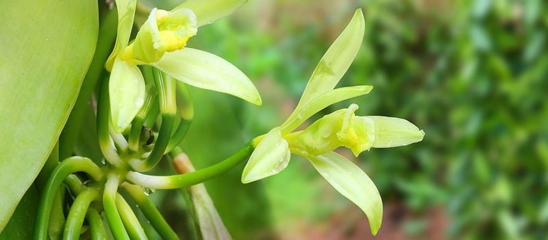 Tout savoir sur la vanille Bourbon de l'Ile de la Réunion