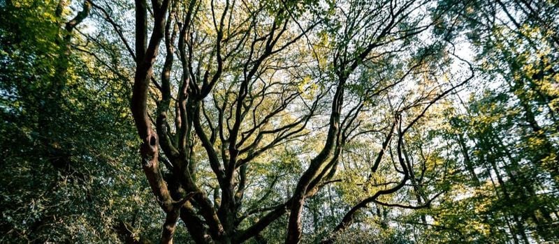 French forests to explore in all the regions of France