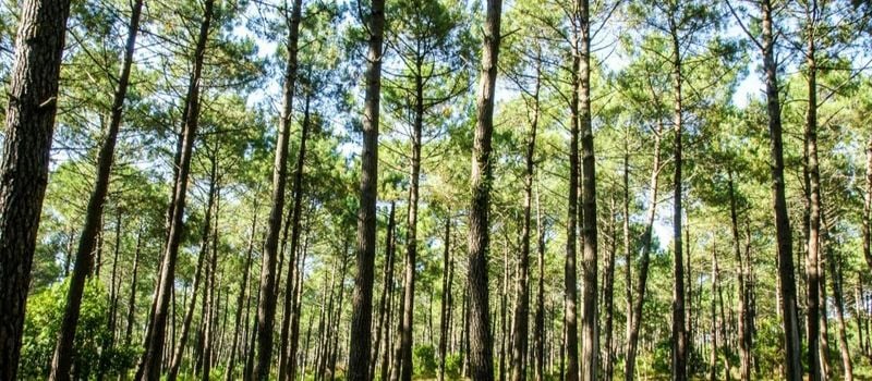 French forests to explore in all the regions of France