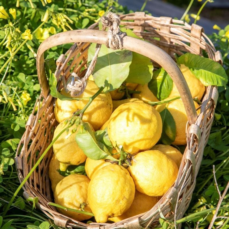 Le citron de Menton en détail