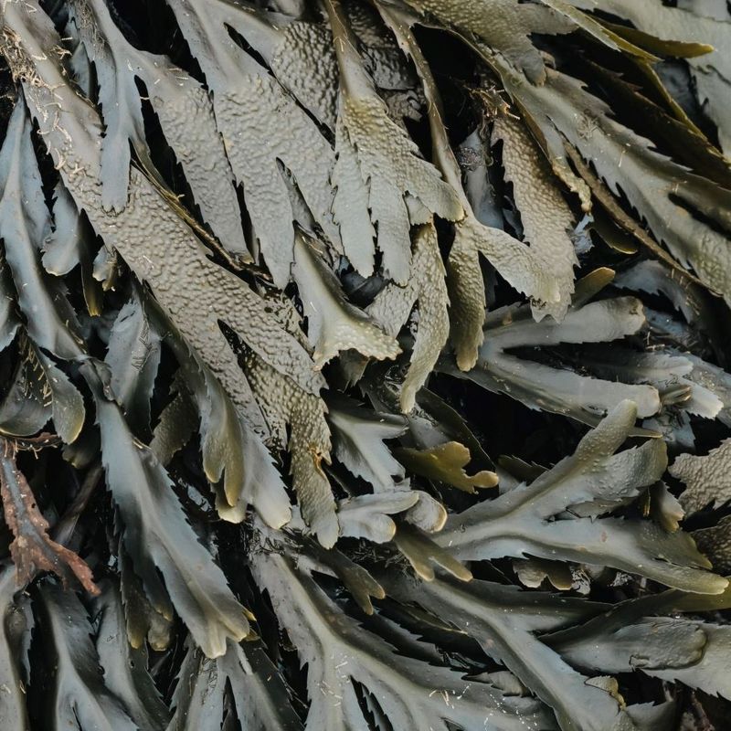 Flavours of the sea to enjoy on the French coast - Explore France