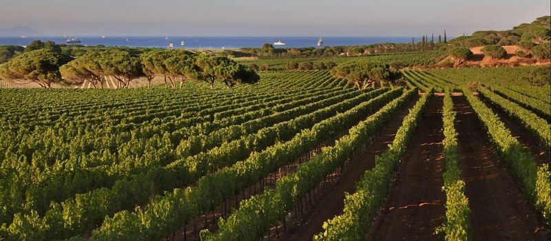 Wine Route: 8 itineraries to explore the French vineyards