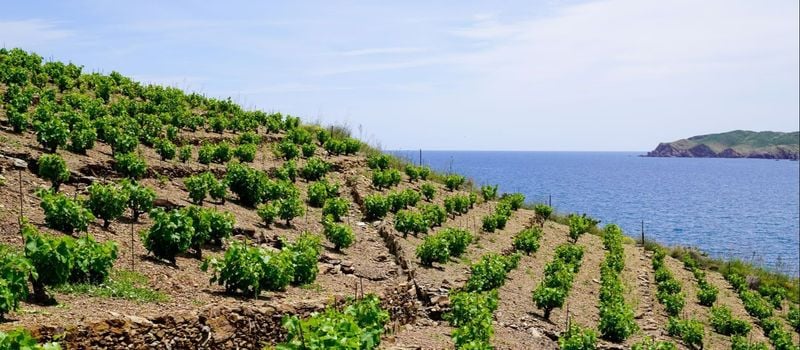 Wine Route: 8 itineraries to explore the French vineyards