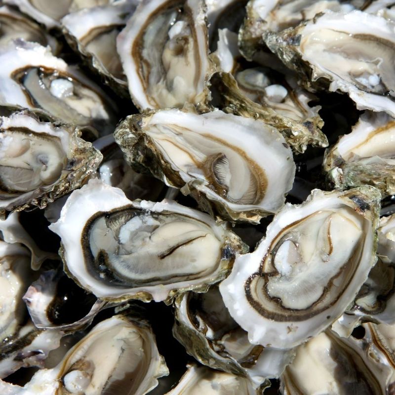 Produits de la mer : saveurs et délices du littoral français