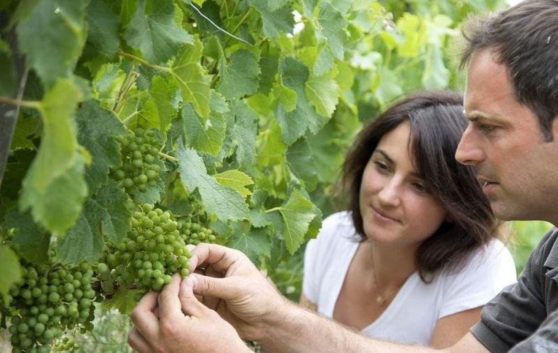 Bordeaux through the eyes of Rachel Hubert, organic winemaker in Blaye ...