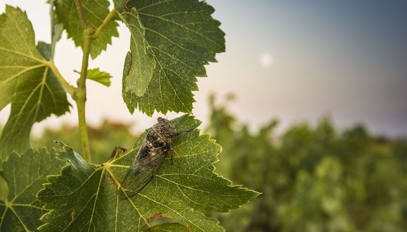 Cicadas