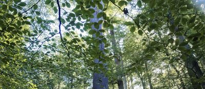 French forests to explore in all the regions of France