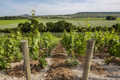 Champagne: 7 ways to enjoy it this spring