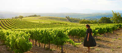 The Provence vineyard