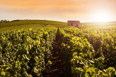 Wine Route: 8 itineraries to explore the French vineyards