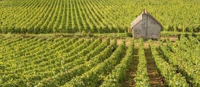 Burgundy: a journey through France's historic wine region and cultural ...