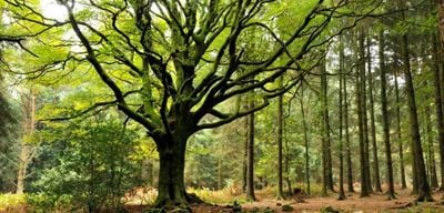 French forests to explore in all the regions of France