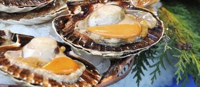 The French scallop: 5 minutes to know everything
