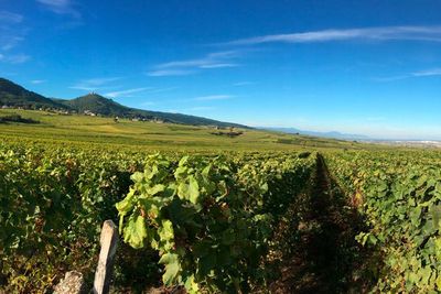 Les secrets de fabrication des vins de la Maison Cattin d'Alsace