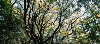 French forests to explore in all the regions of France