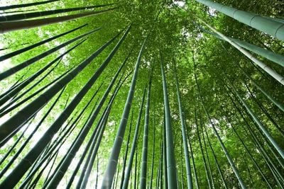 The top most beautiful French gardens to admire