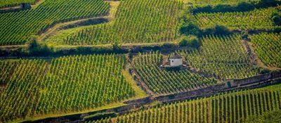 Wine Route: 8 itineraries to explore the French vineyards