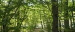 French forests to explore in all the regions of France