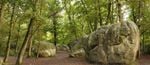 French forests to explore in all the regions of France