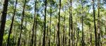 French forests to explore in all the regions of France