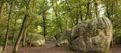 French forests to explore in all the regions of France