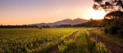 Wine Route: 8 itineraries to explore the French vineyards