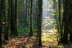 Descubre los 11 parques nacionales de Francia