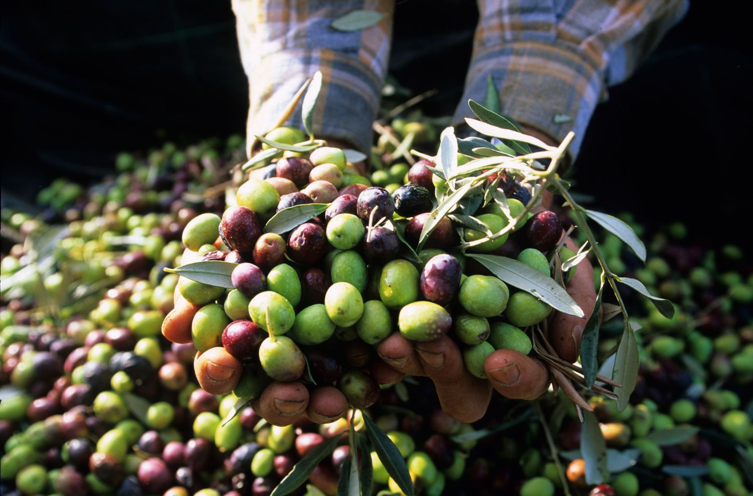 A Routes of the Olive Tree itinerary in Provence