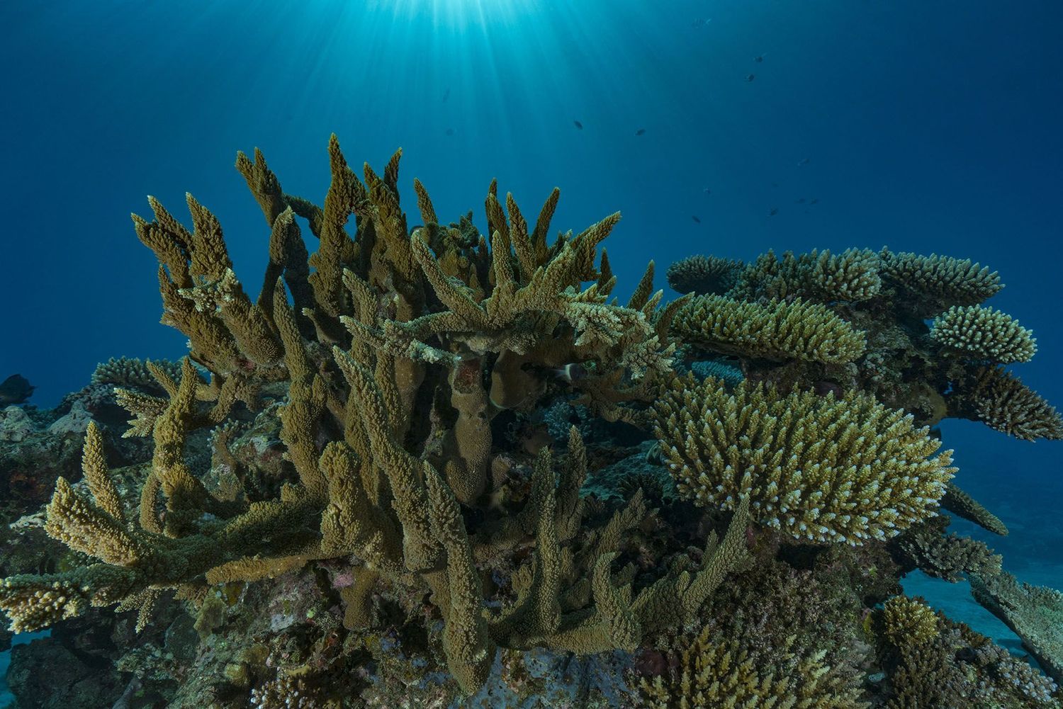 Dive the coral reefs of the French islands with Alexis Rosenfeld ...