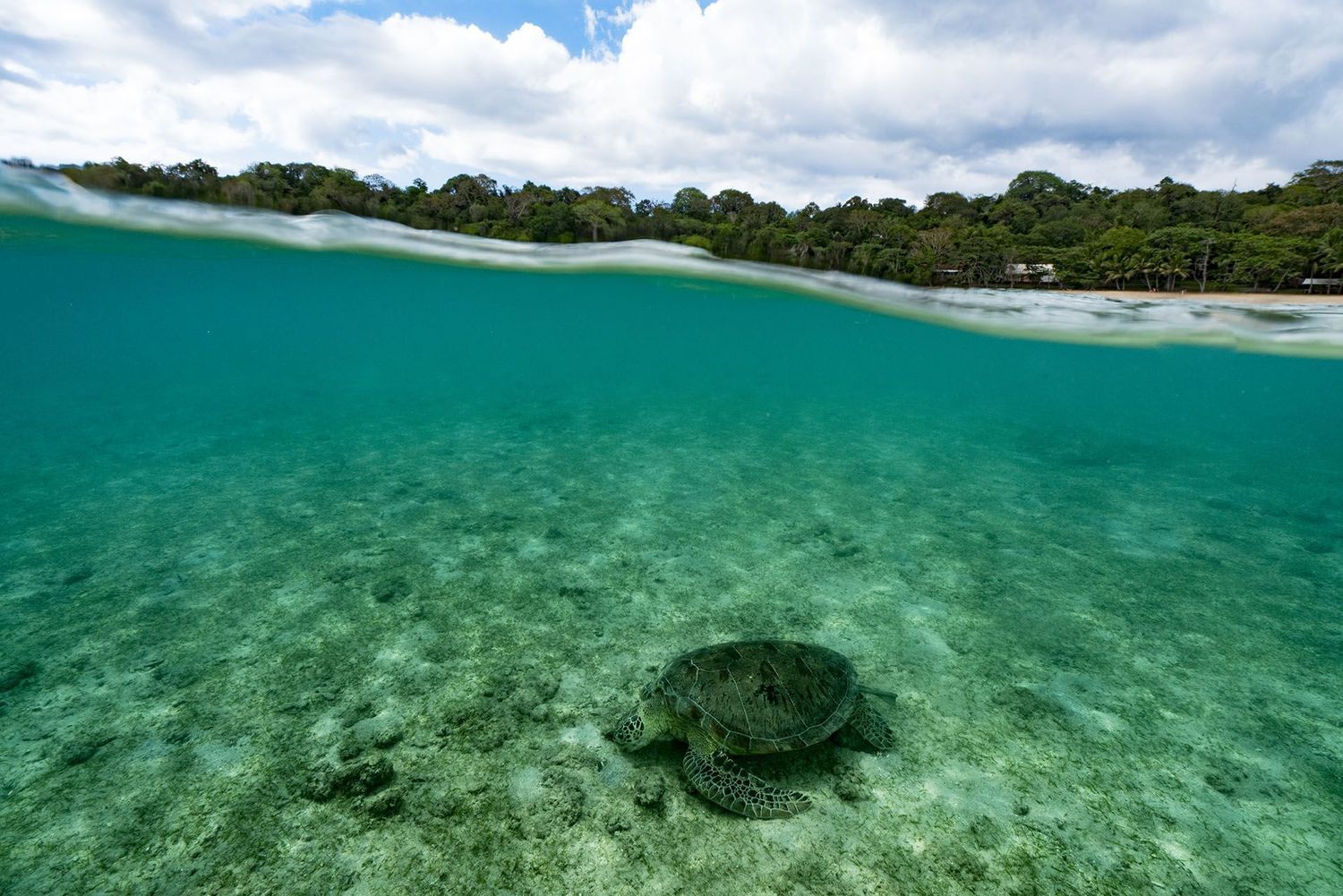 Dive the coral reefs of the French islands with Alexis Rosenfeld ...