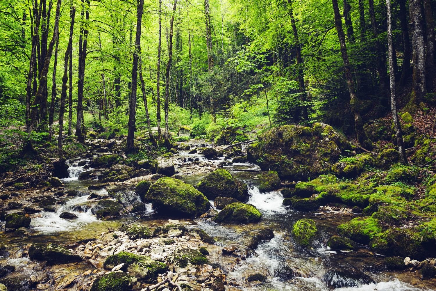 Forest bathe in the most heavenly French forests