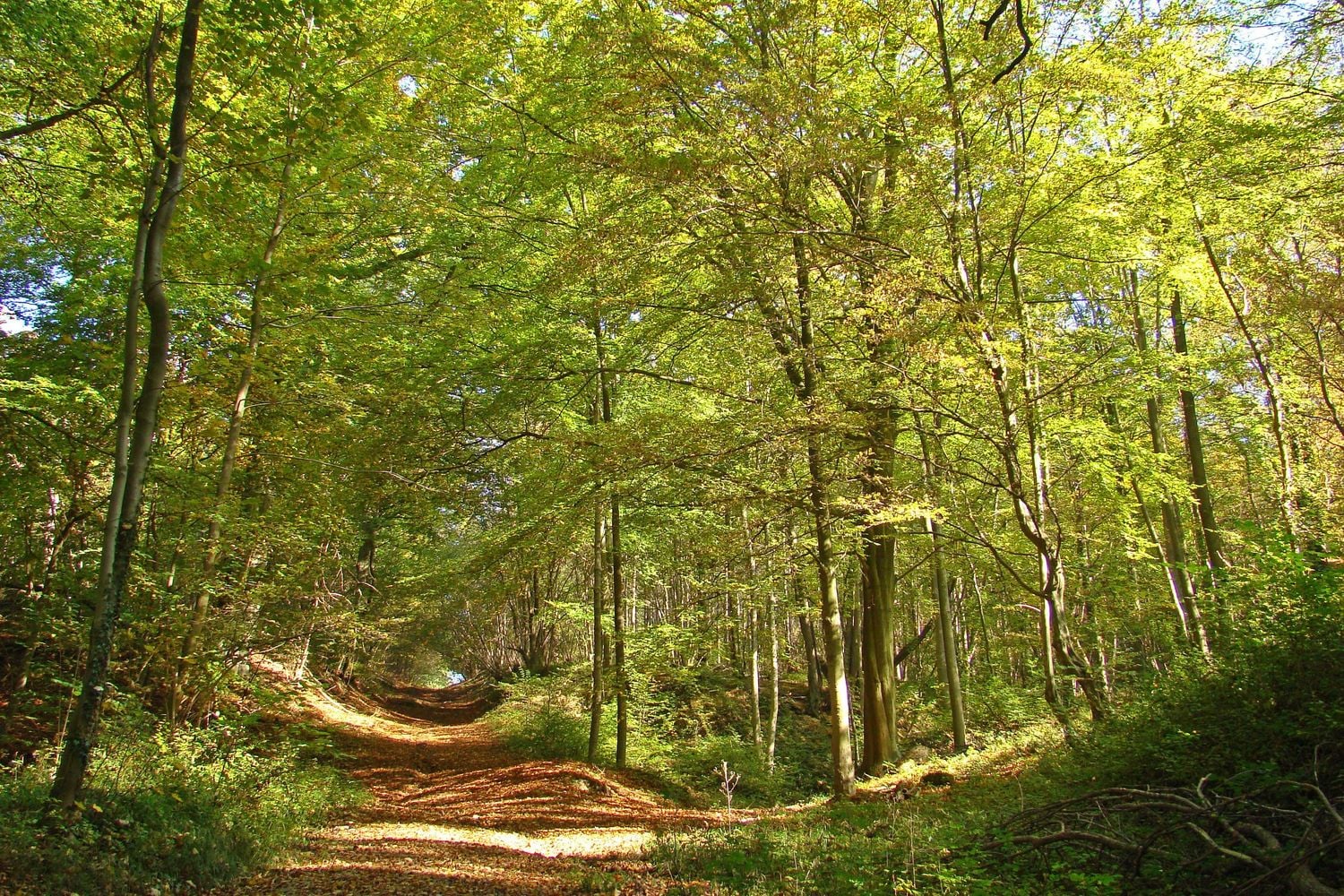 Forest bathe in the most heavenly French forests