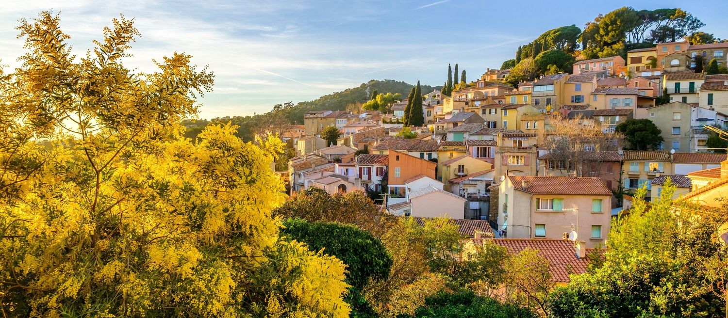 The golden yellow splendor of the Mimosa road on the French Riviera