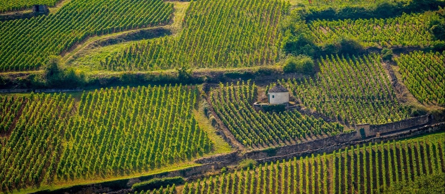 Wine Route: 8 itineraries to explore the French vineyards